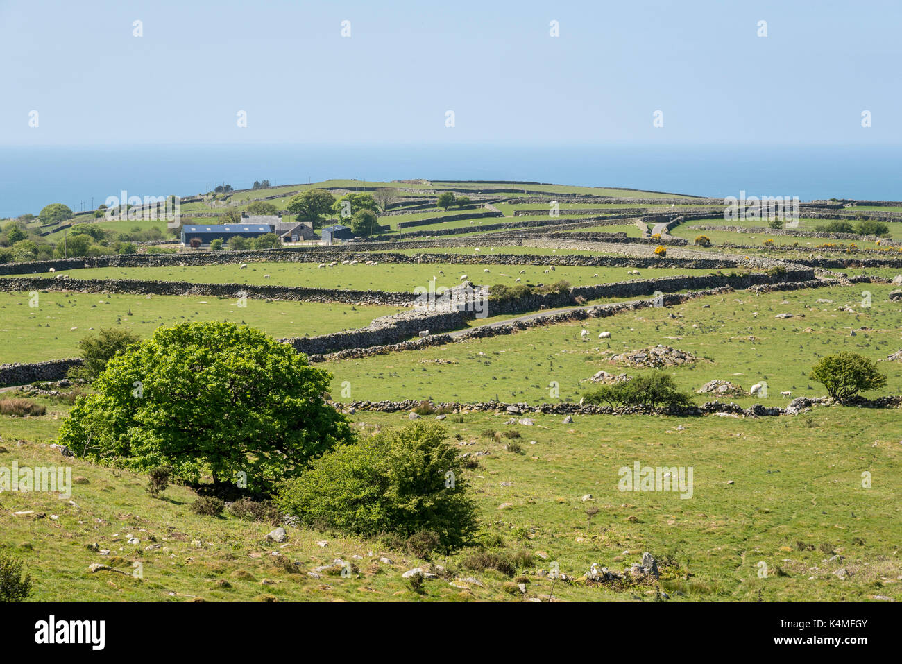 Stone walls and green fields in the hills above Llanbedr in Gwynnedd ...