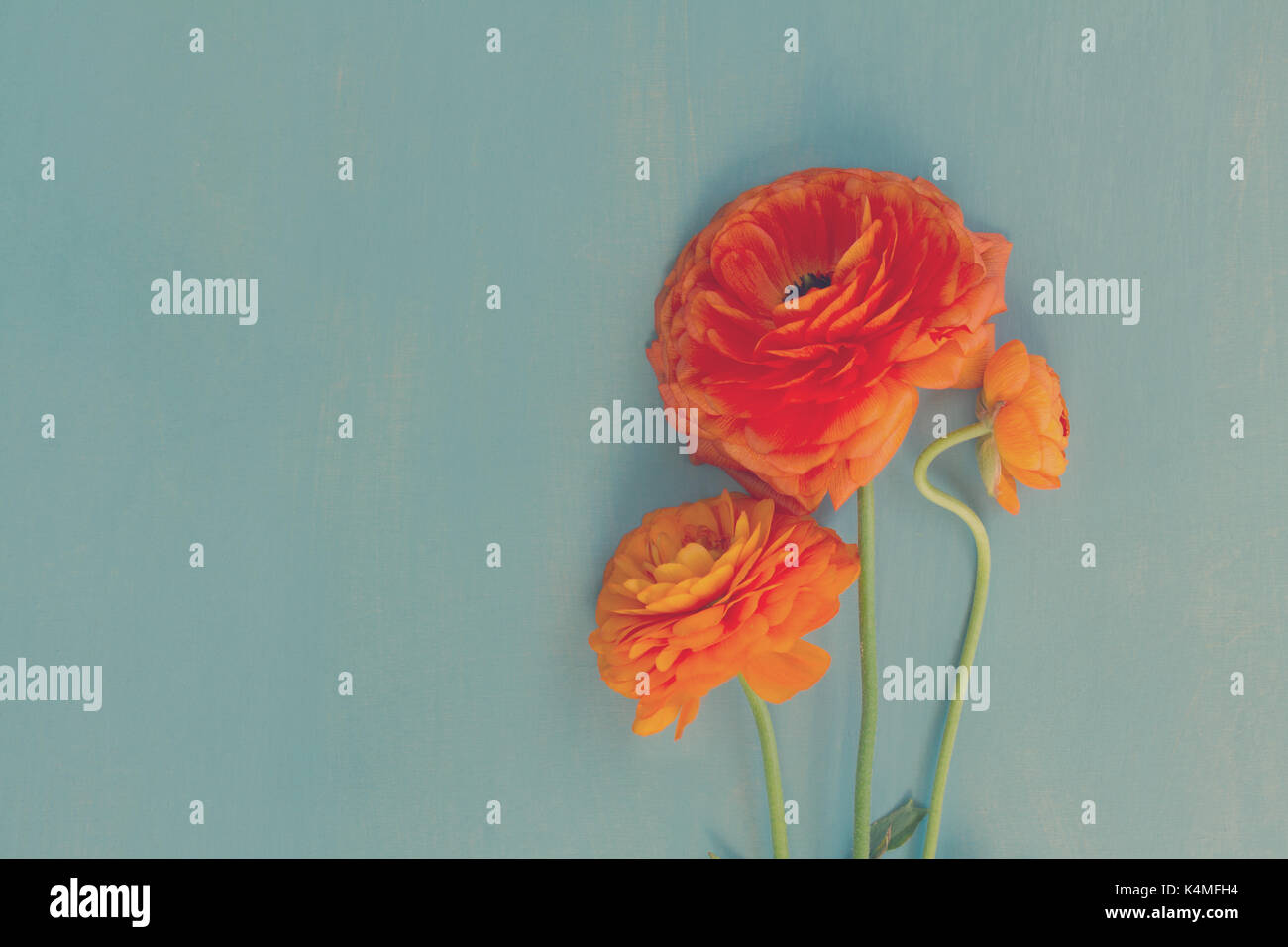 Orange ranunculus flowers Stock Photo - Alamy
