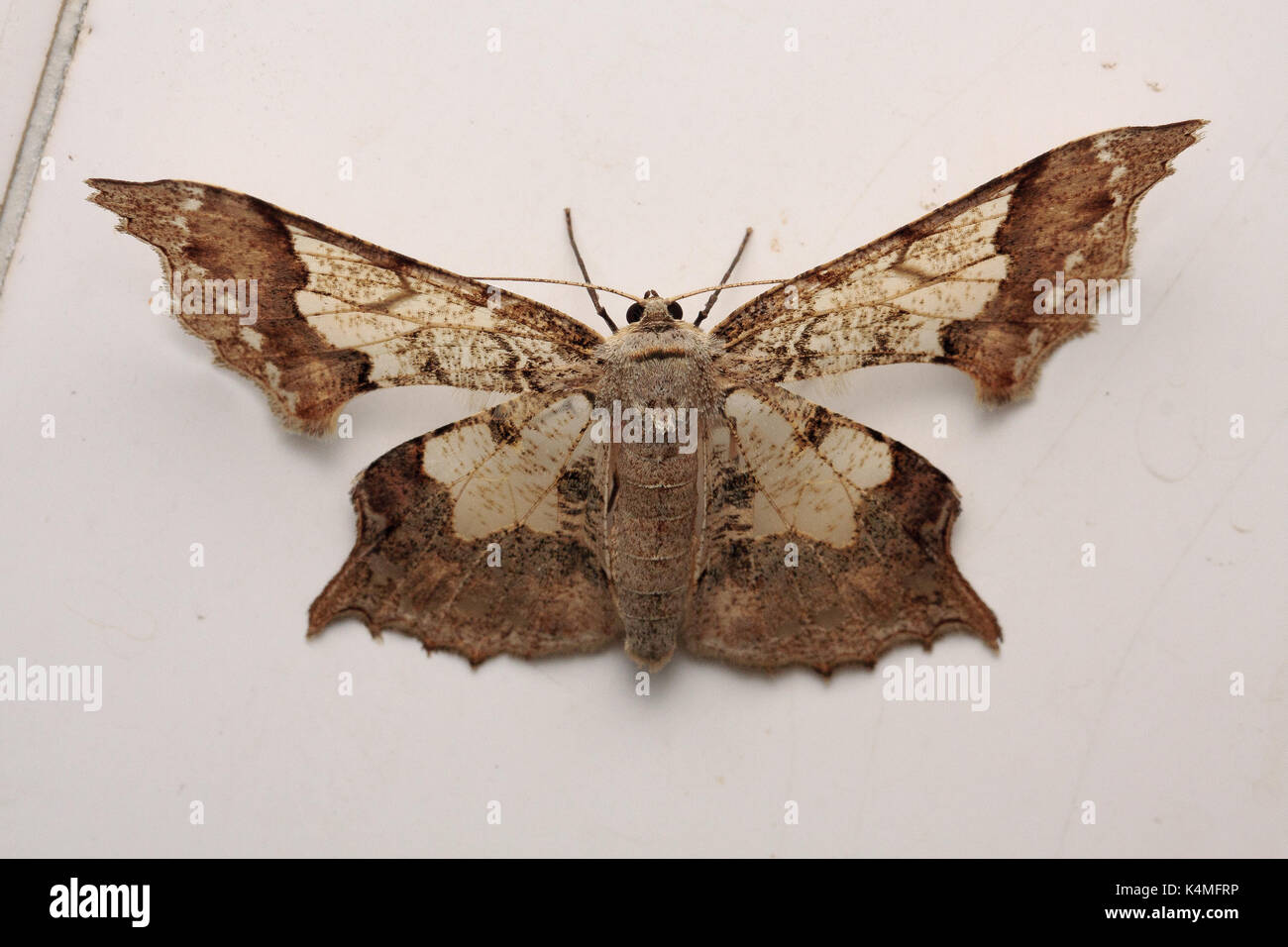 Krananda semihyalina hi-res stock photography and images - Alamy