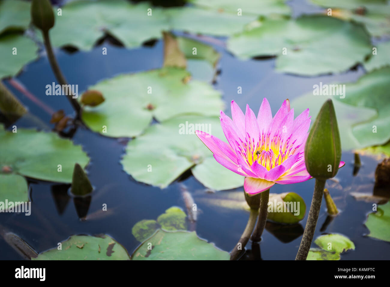 Hilighted pink lotus and bee with darker background Stock Photo - Alamy