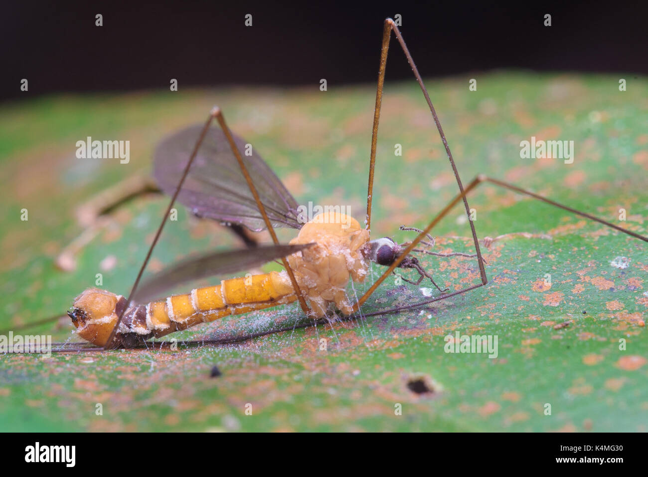 Dead Crane Fly Stock Photo - Alamy