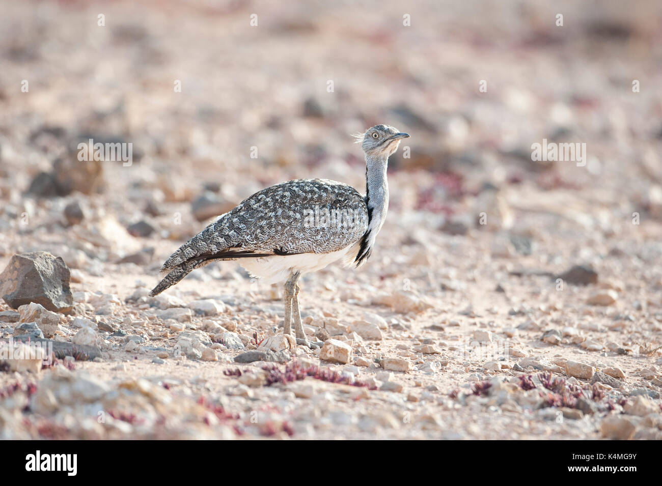 Houbara Bustard, Chlamydotis undulata fuertaventurae, Tindaya Plain ...