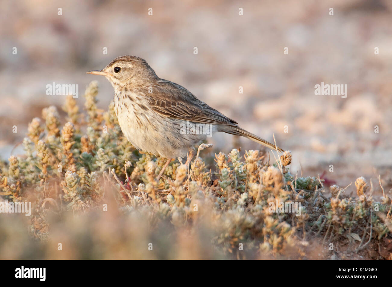 Lesser Short-toed Lark, Calandrella rufescens,Tindaya Plain ...