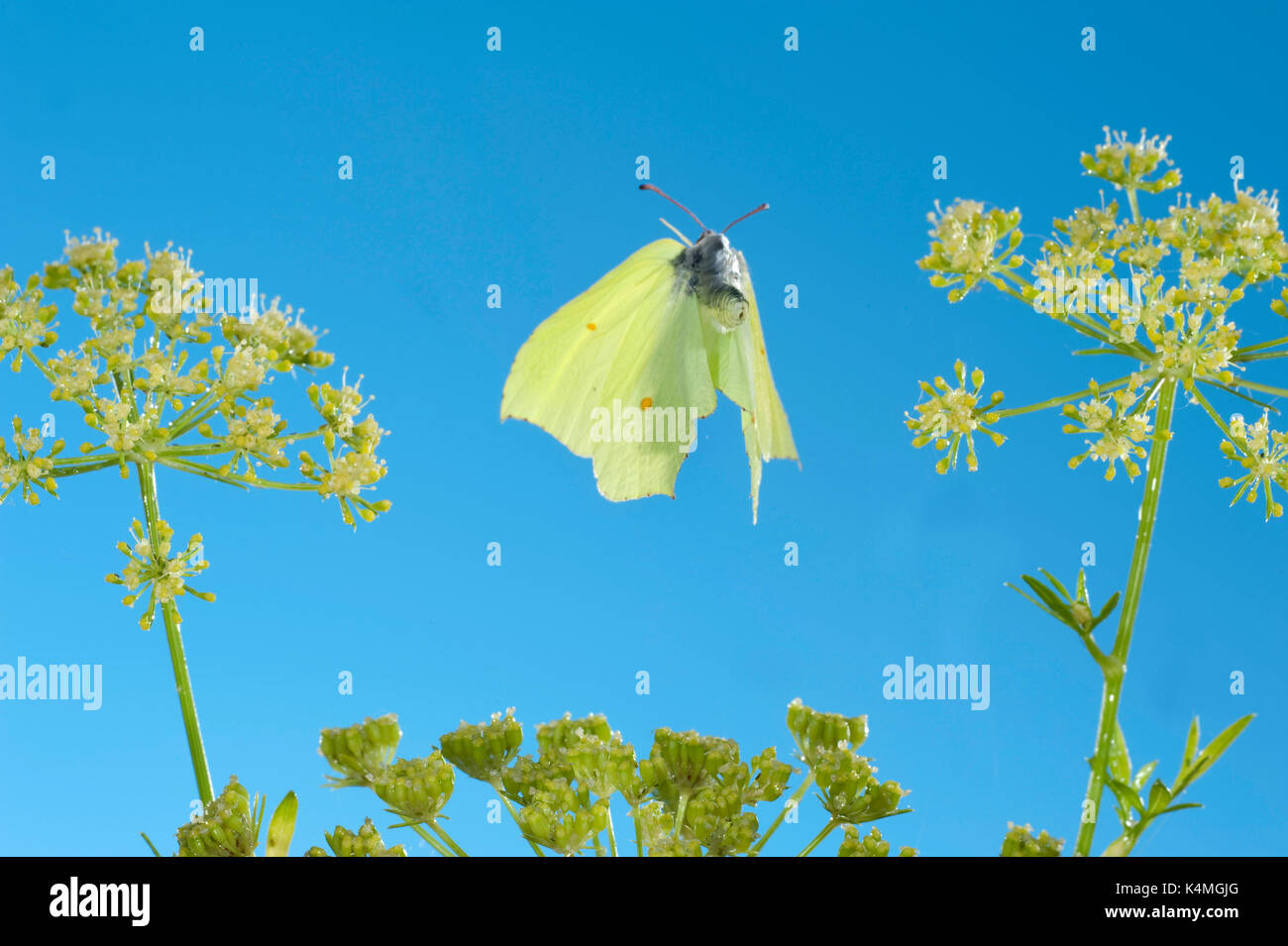 Butterfly in flight england hi-res stock photography and images - Alamy