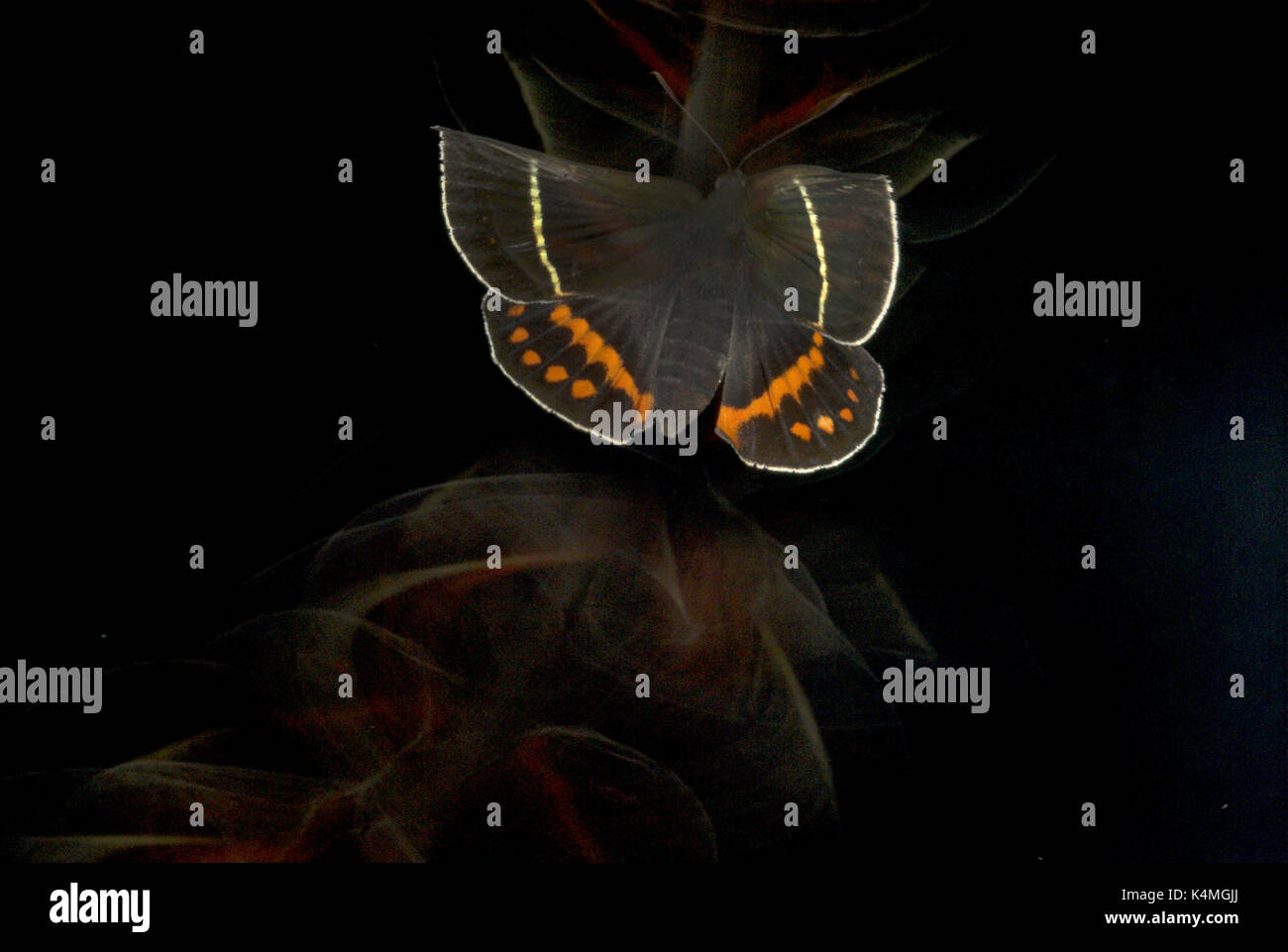 Amauta cacica Moth, in flight, Costa Rica, high speed photographic ...