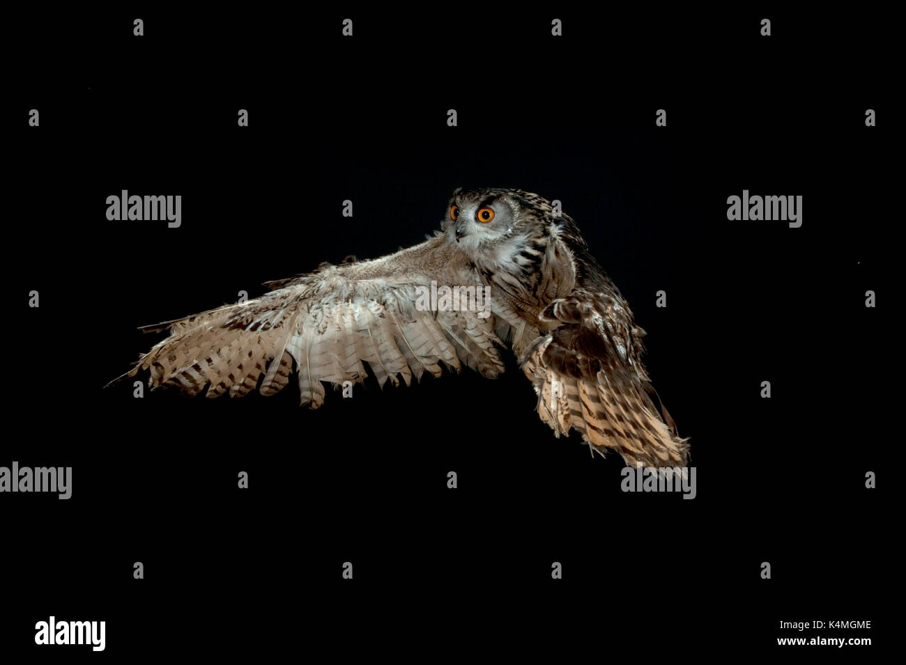 European Eagle Owl, Bubo bubo, KENT UK, flying, taking off, high speed ...