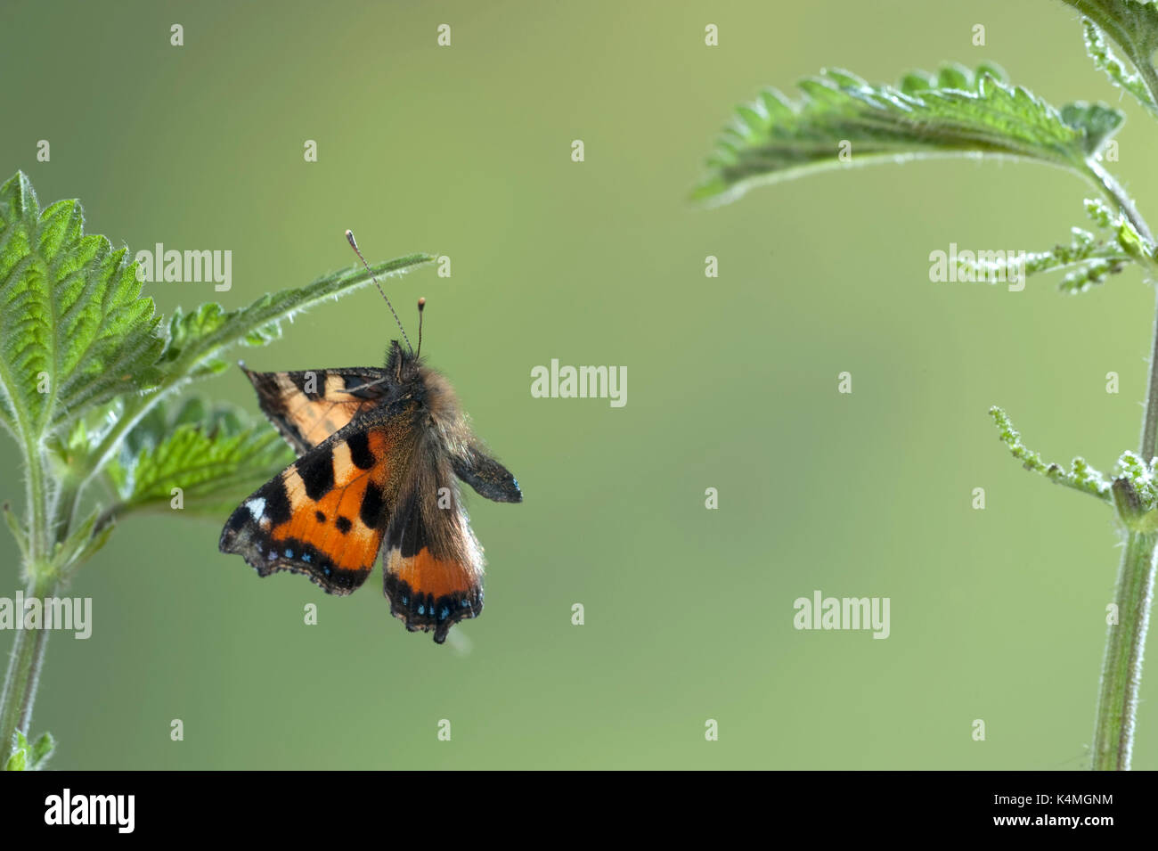 Small Tortoiseshell Butterfly, Aglais urticae, In flight, Kent, UK ...