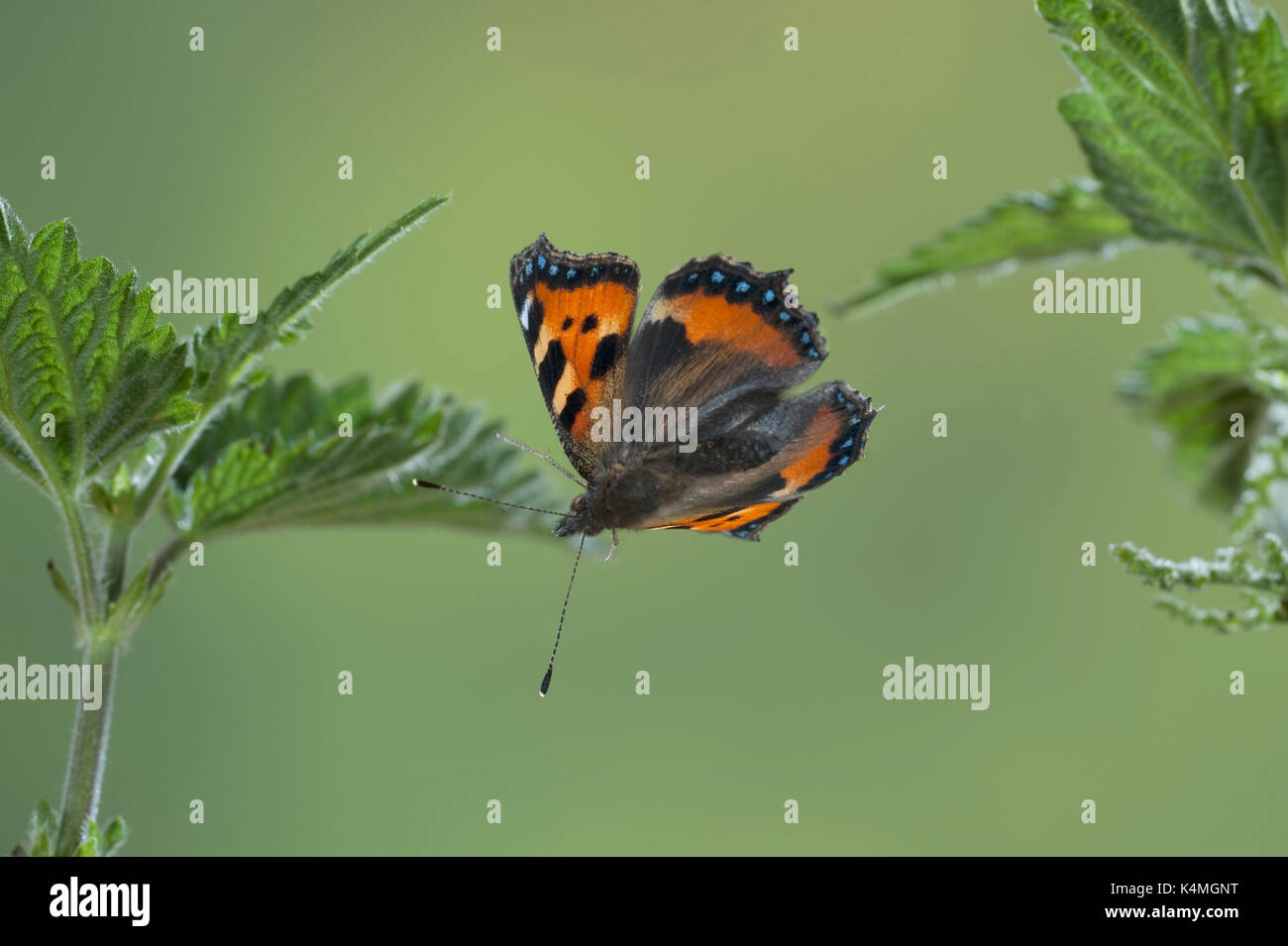Small Tortoiseshell Butterfly, Aglais urticae, In flight, Kent, UK ...