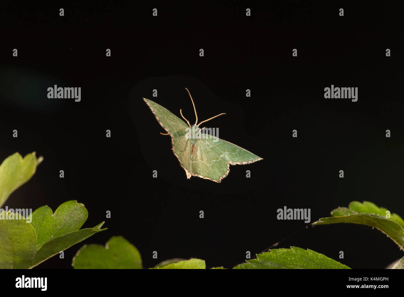 Common Emerald Moth, Hemithea Aestivaria, KENT, UK, in flight, high ...