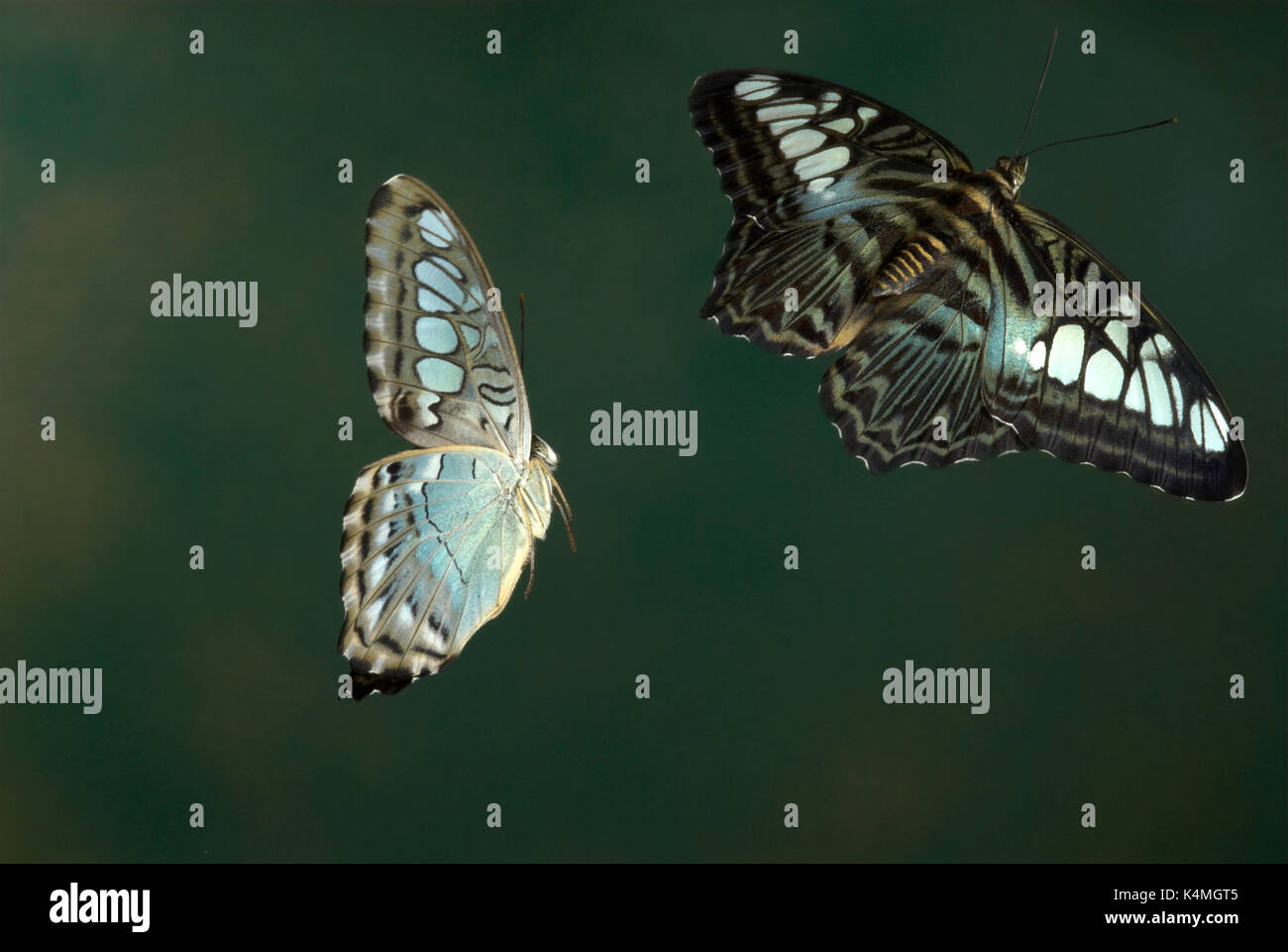 Clipper Butterfly, Parthenos sylvia violacaea, in flight, sequence ...