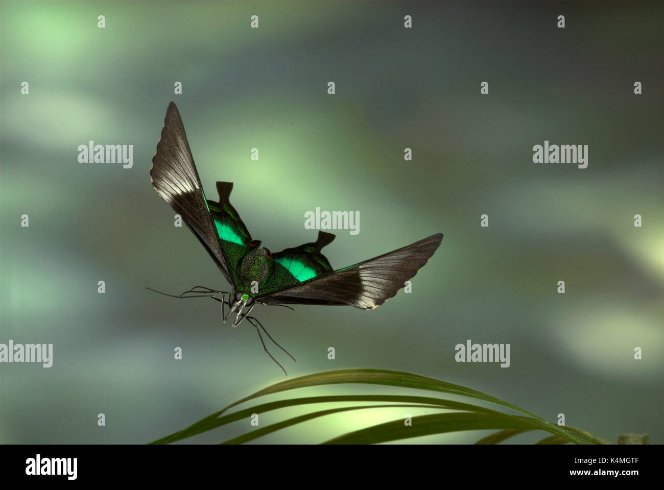 Emerald Swallowtail Butterfly, Papilio Palinurus, in flight, high speed ...