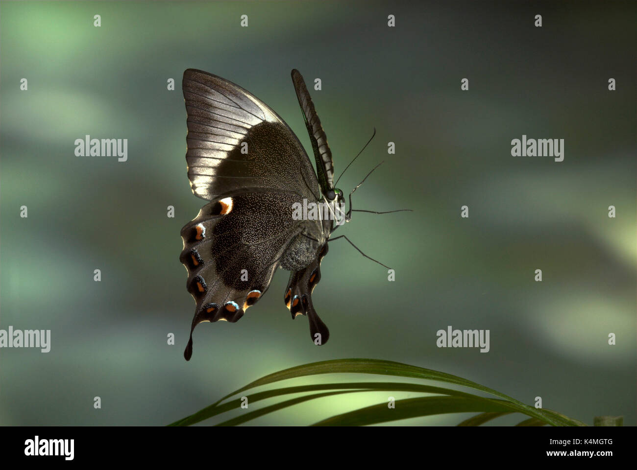 Emerald Swallowtail Butterfly, Papilio Palinurus, in flight, high speed ...