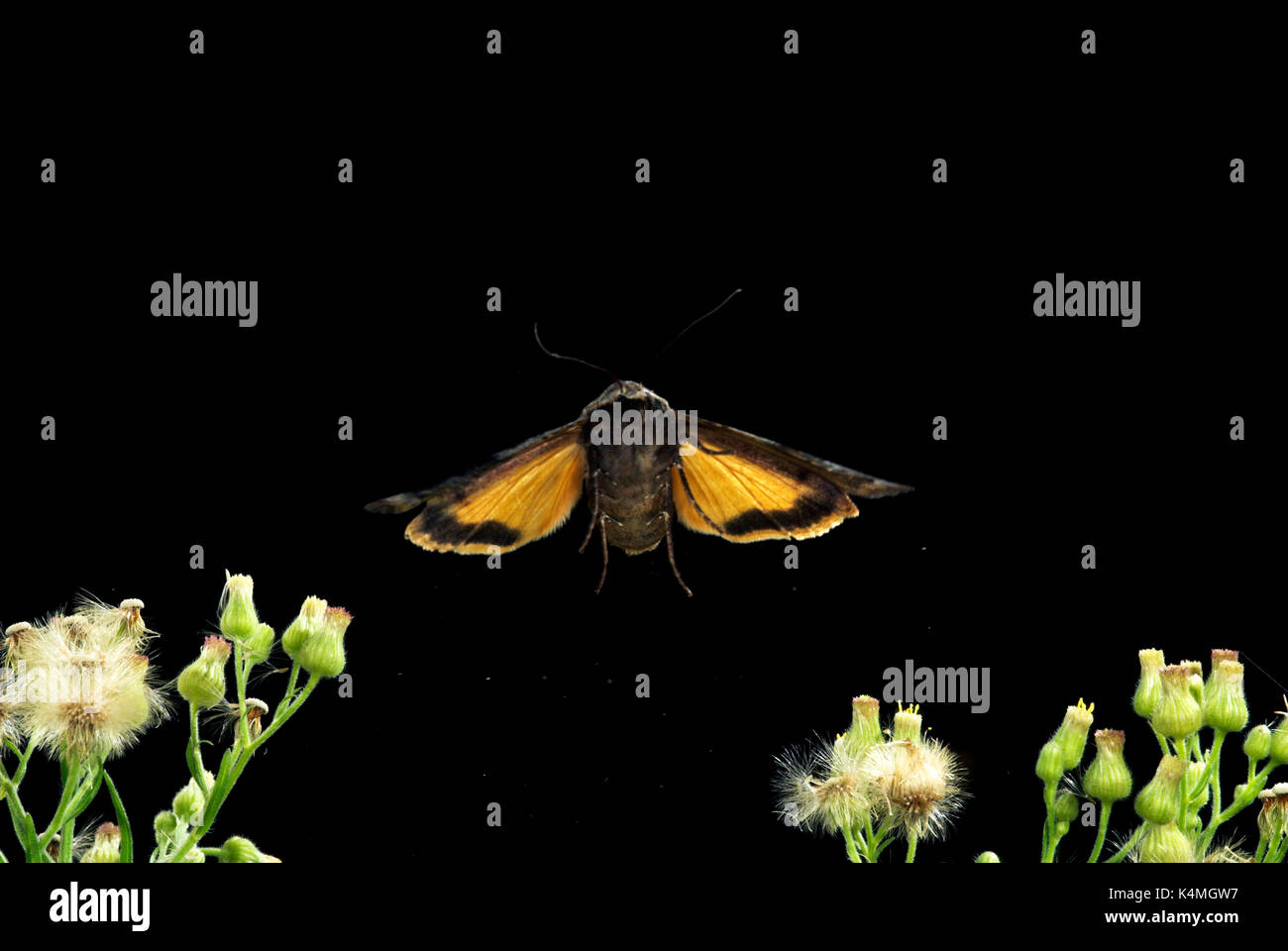 Large yellow underwing moth hi-res stock photography and images - Alamy