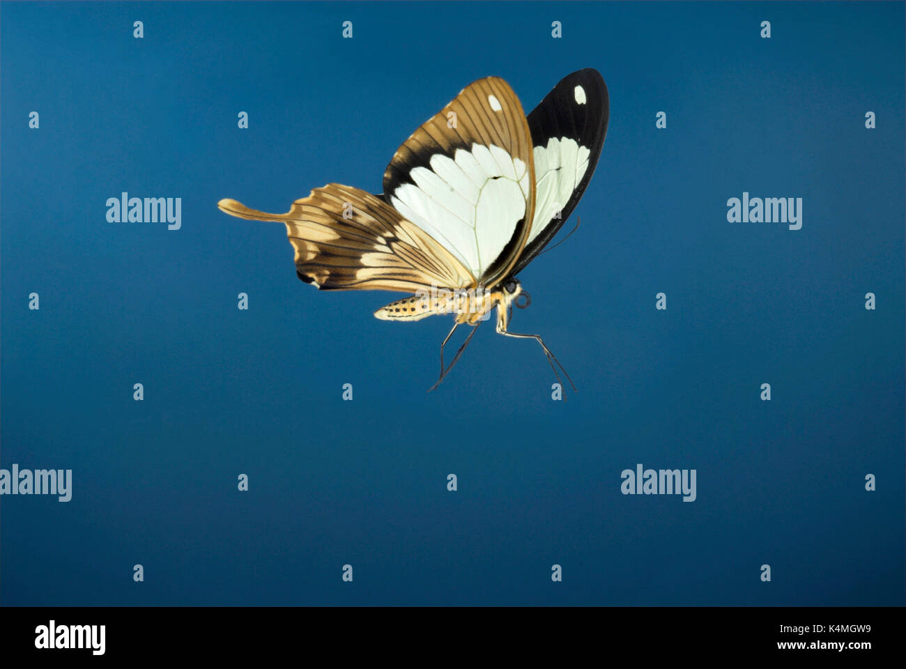 African swallowtail in flight hi-res stock photography and images - Alamy