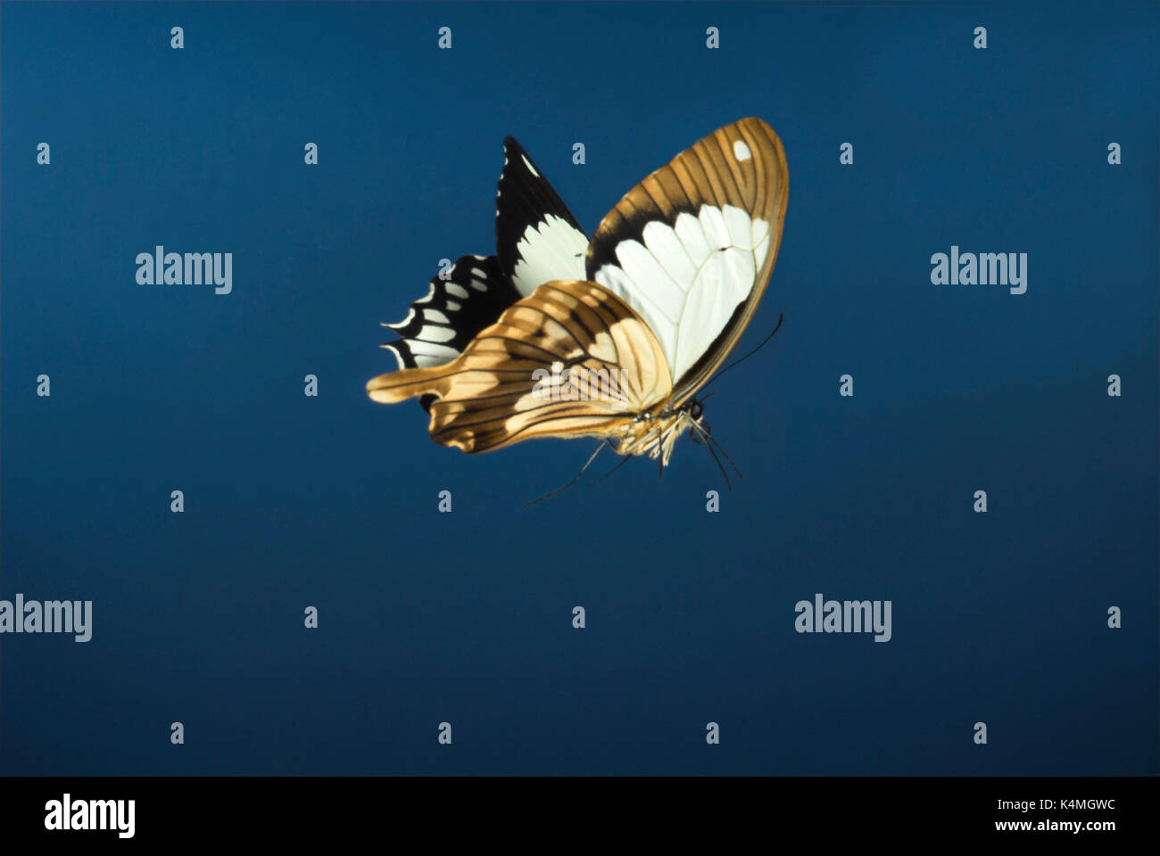 Papilio Dardanus Butterfly, male, in flight, African or Mocker ...