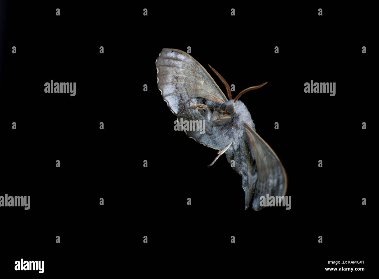 Poplar Hawk Moth, Laothoe populi, Kent, UK, in flight, High Speed Flash ...