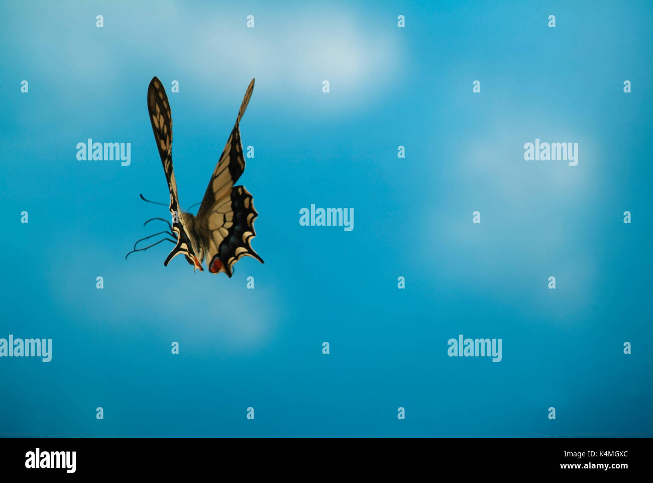 Swallowtail Butterfly, Papilio machaon, in free flight, flying against ...