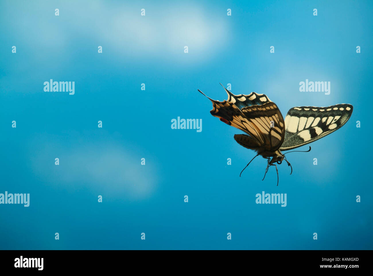 Swallowtail Butterfly, Papilio machaon, in free flight, flying against ...