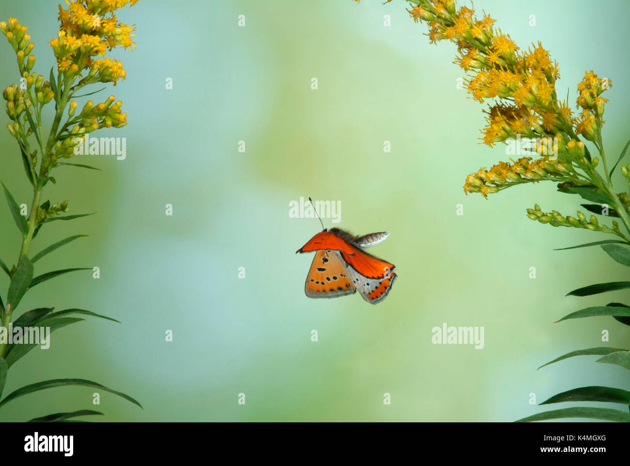 Large Copper Butterfly, Lycaena dispar, in flight, flying was extinct ...