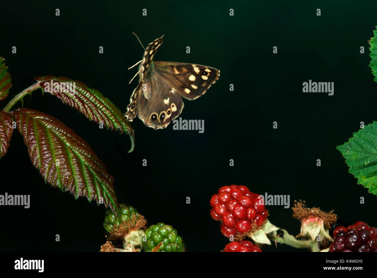 Digital lifecycle butterfly hi-res stock photography and images - Alamy