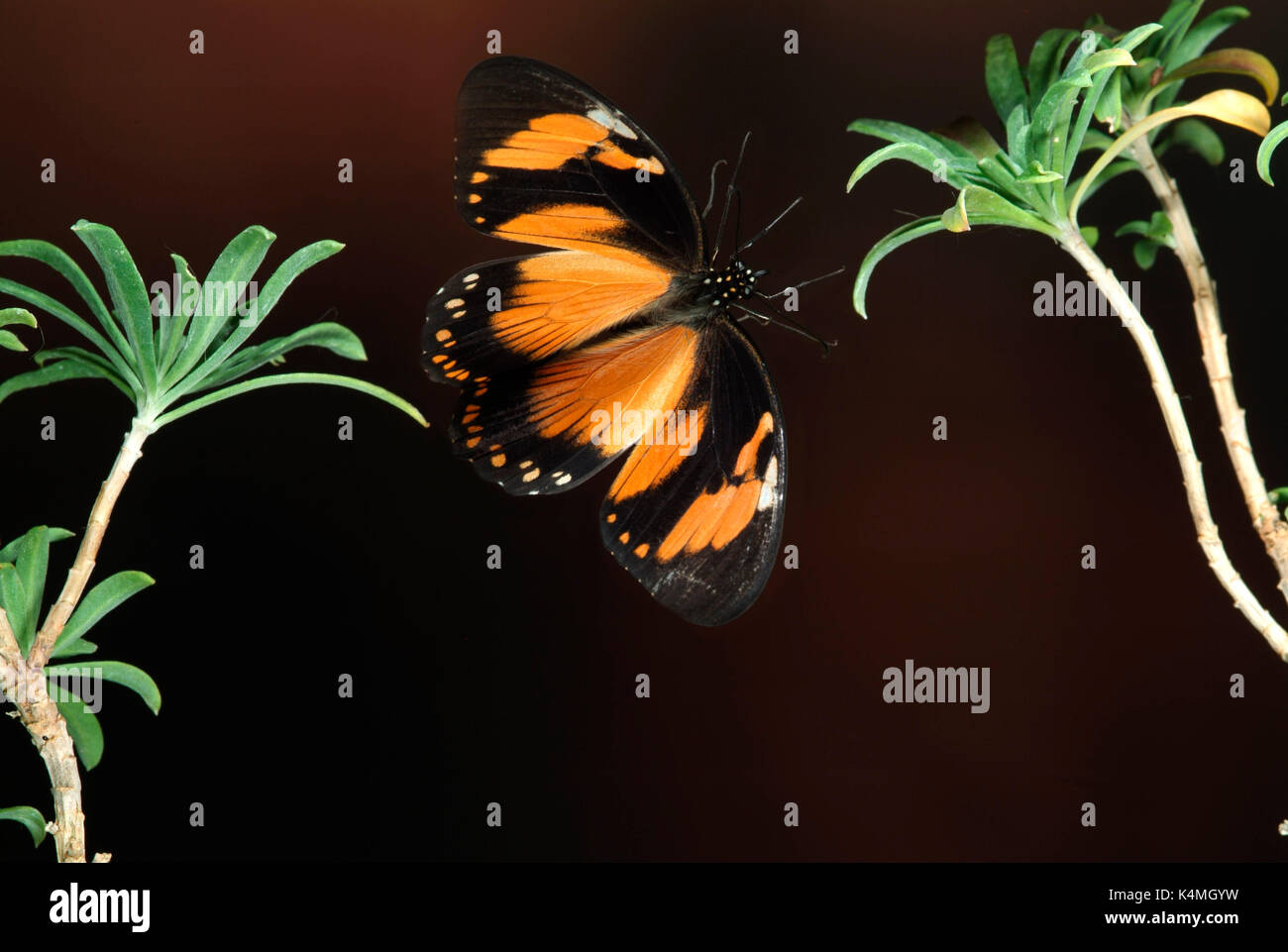 Mocker Swallowtail Butterfly, Papilio dardanus, in flight, flying, high ...