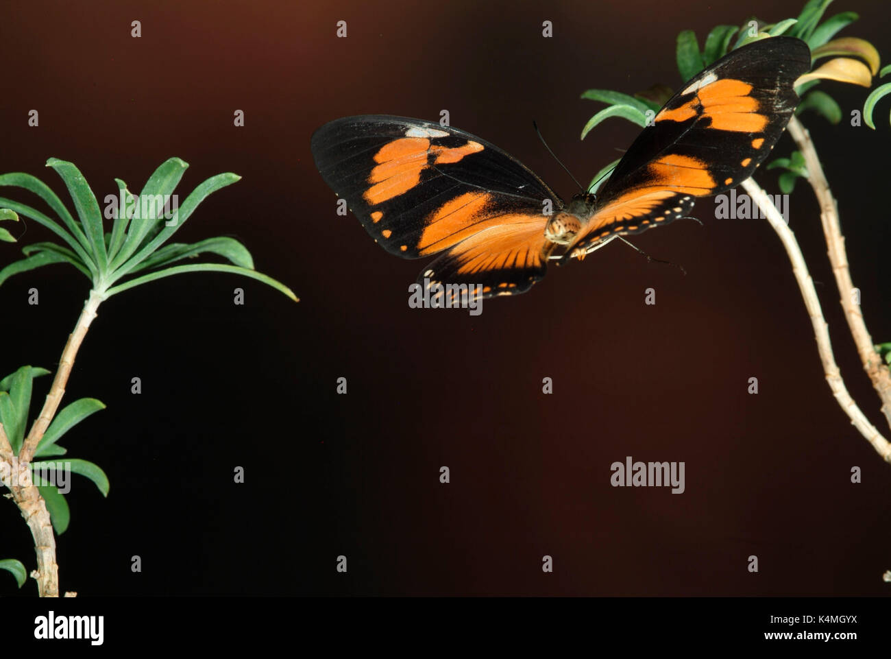 Mocker Swallowtail Butterfly, Papilio dardanus, in flight, flying, high ...