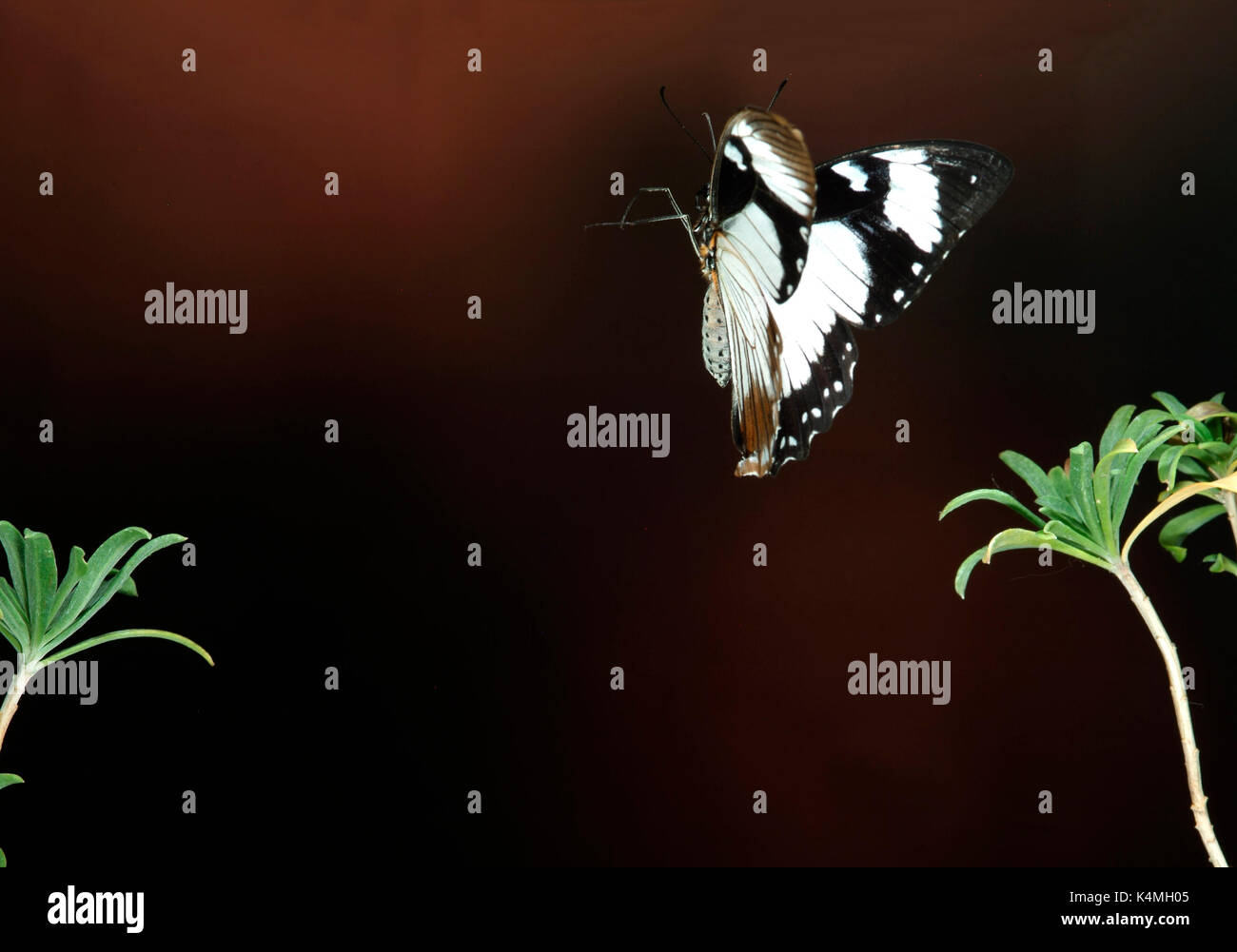 Mocker Swallowtail Butterfly, Papilio dardanus, in flight, flying, high ...