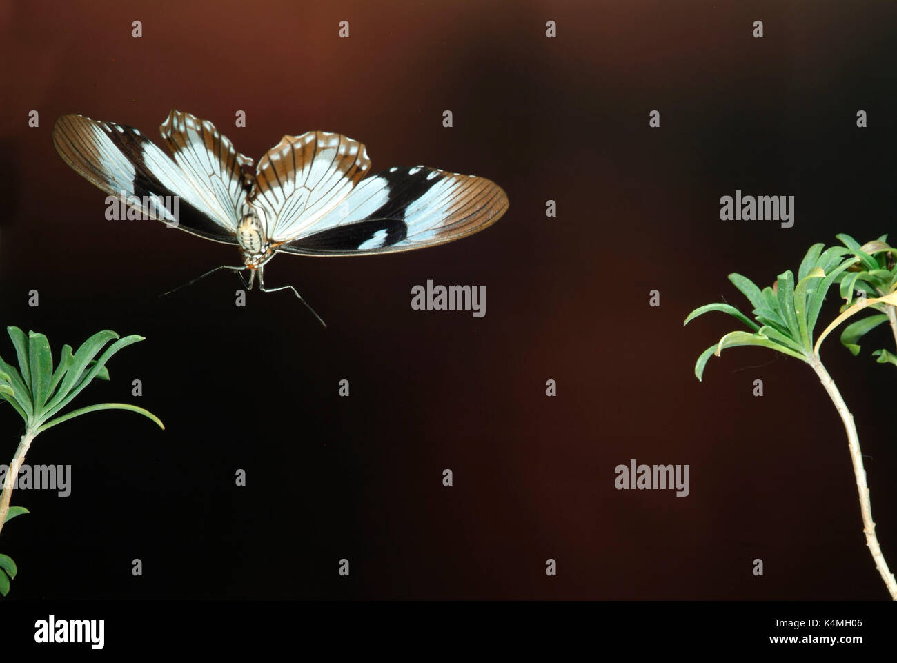 Mocker Swallowtail Butterfly, Papilio dardanus, in flight, flying, high ...