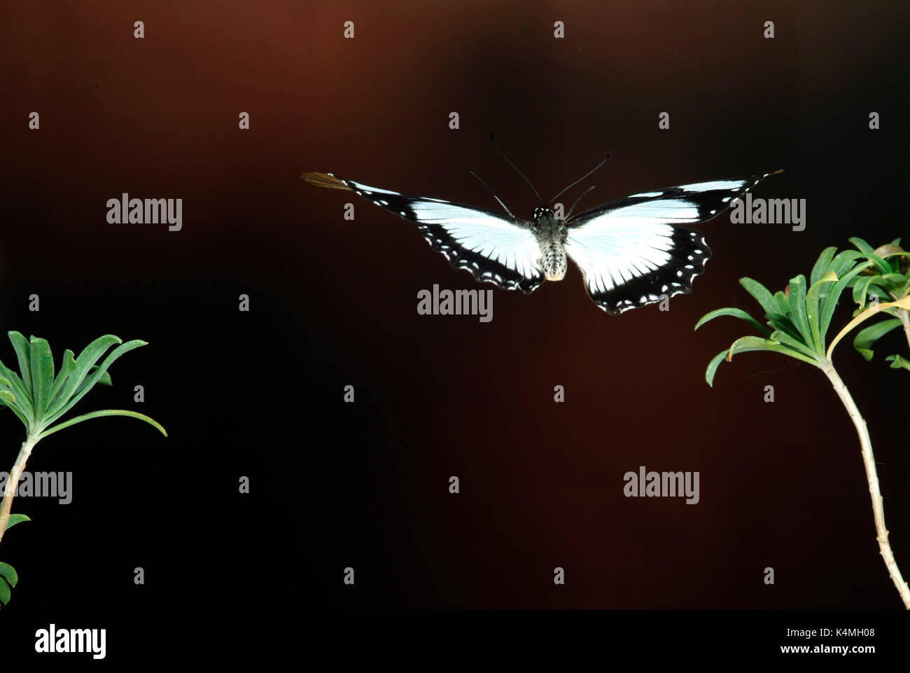 Mocker Swallowtail Butterfly, Papilio dardanus, in flight, flying, high ...