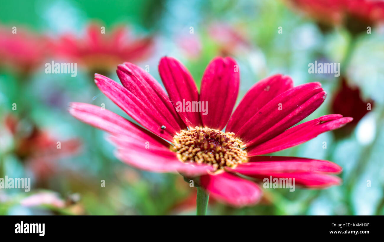 Petals close hi-res stock photography and images - Alamy