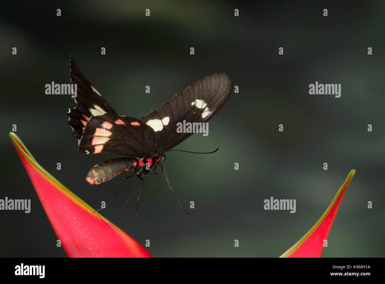 Papilio Butterfly, Parides gundlachianus, in flight, Costa Rica, High ...