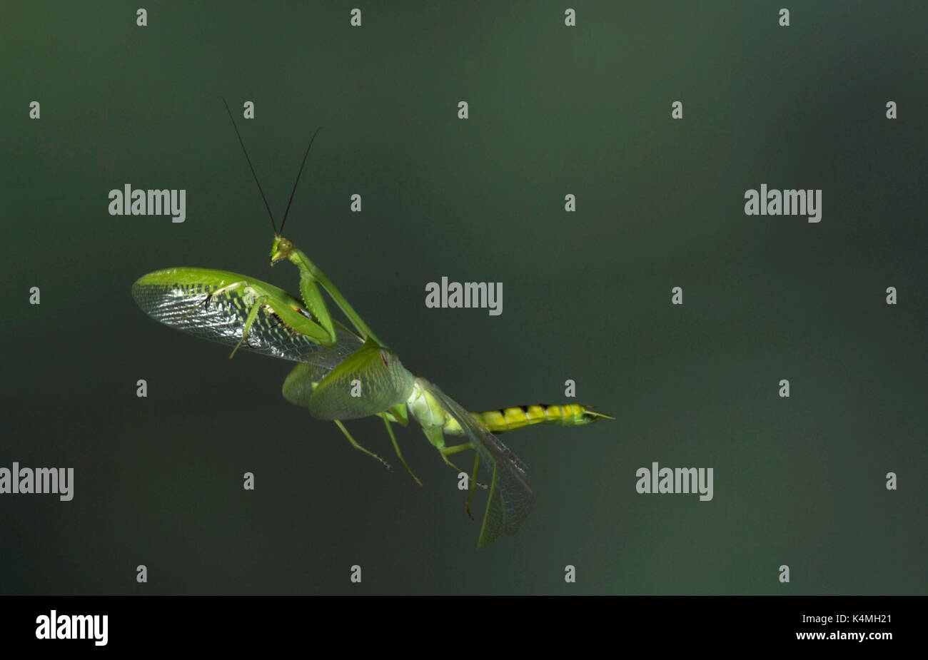 Praying mantis in flight order hi-res stock photography and images - Alamy