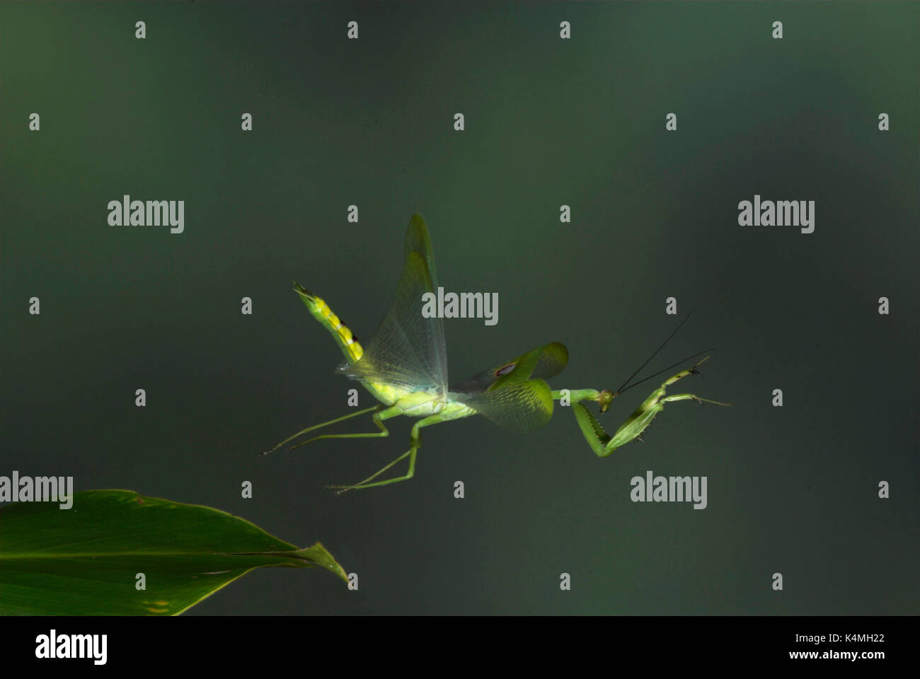 Praying mantis in flight order hi-res stock photography and images - Alamy