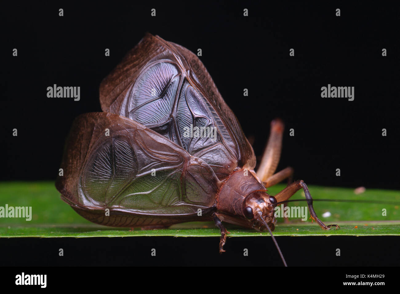 Cricket insect chirping hi-res stock photography and images - Alamy