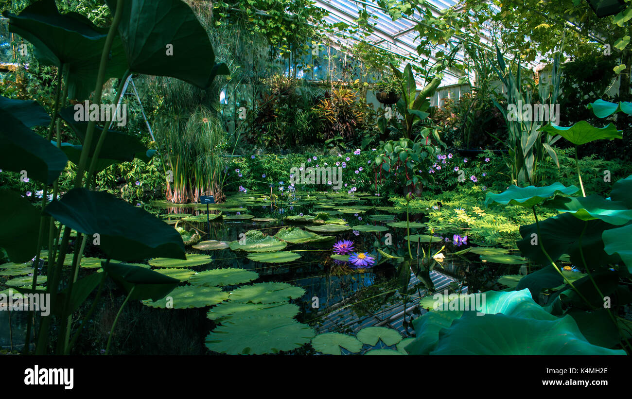 Interior Green House Lily Pads Stock Photo - Alamy