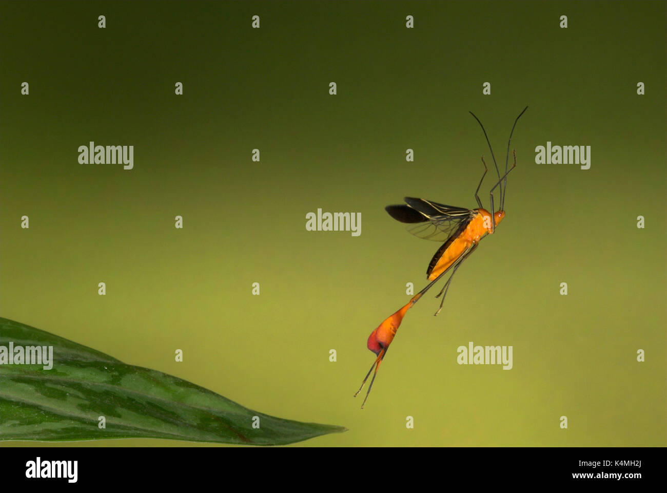 Flag Footed Bug, Anisocelis flavolineata, in flight, Costa Rica, High ...