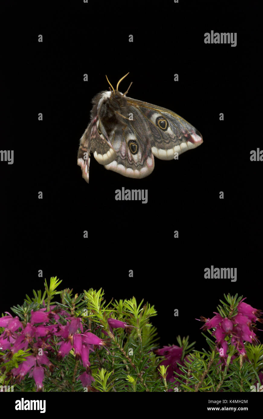 Emperor Moth, Saturnia pavonia, female in flight over heather, flying ...