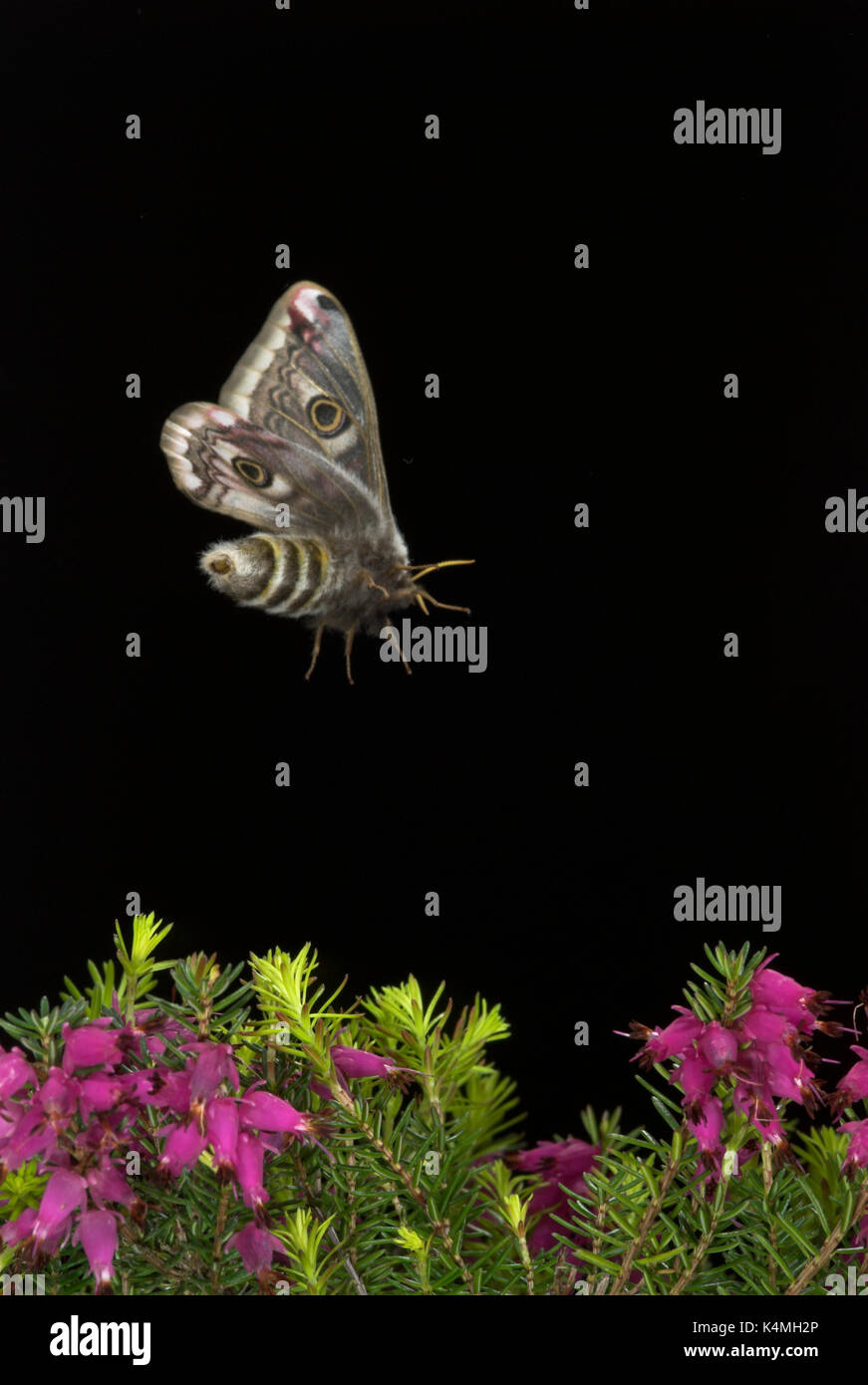 Flying insects at night hi-res stock photography and images - Alamy