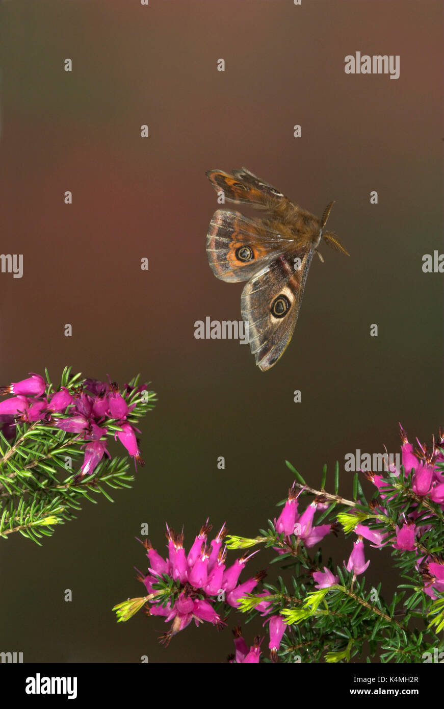 Emperor Moth, Saturnia pavonia, male in flight over heather, flying ...