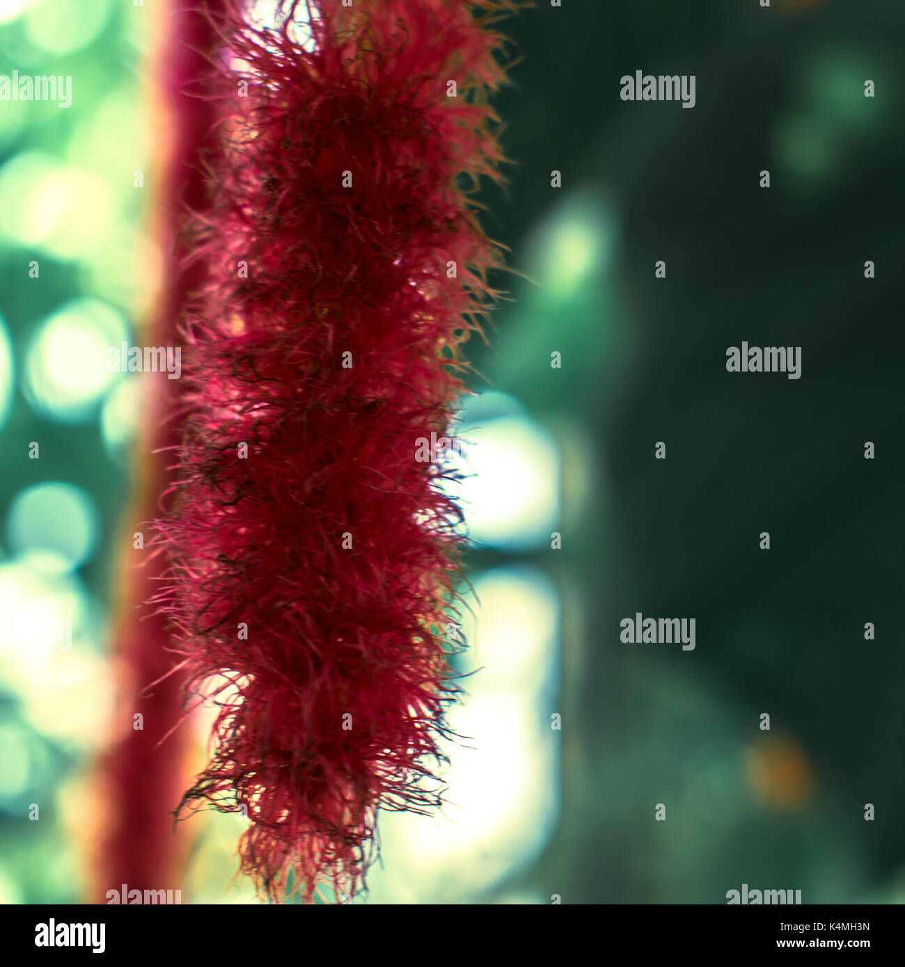 Furry Plant High Resolution Stock Photography and Images - Alamy