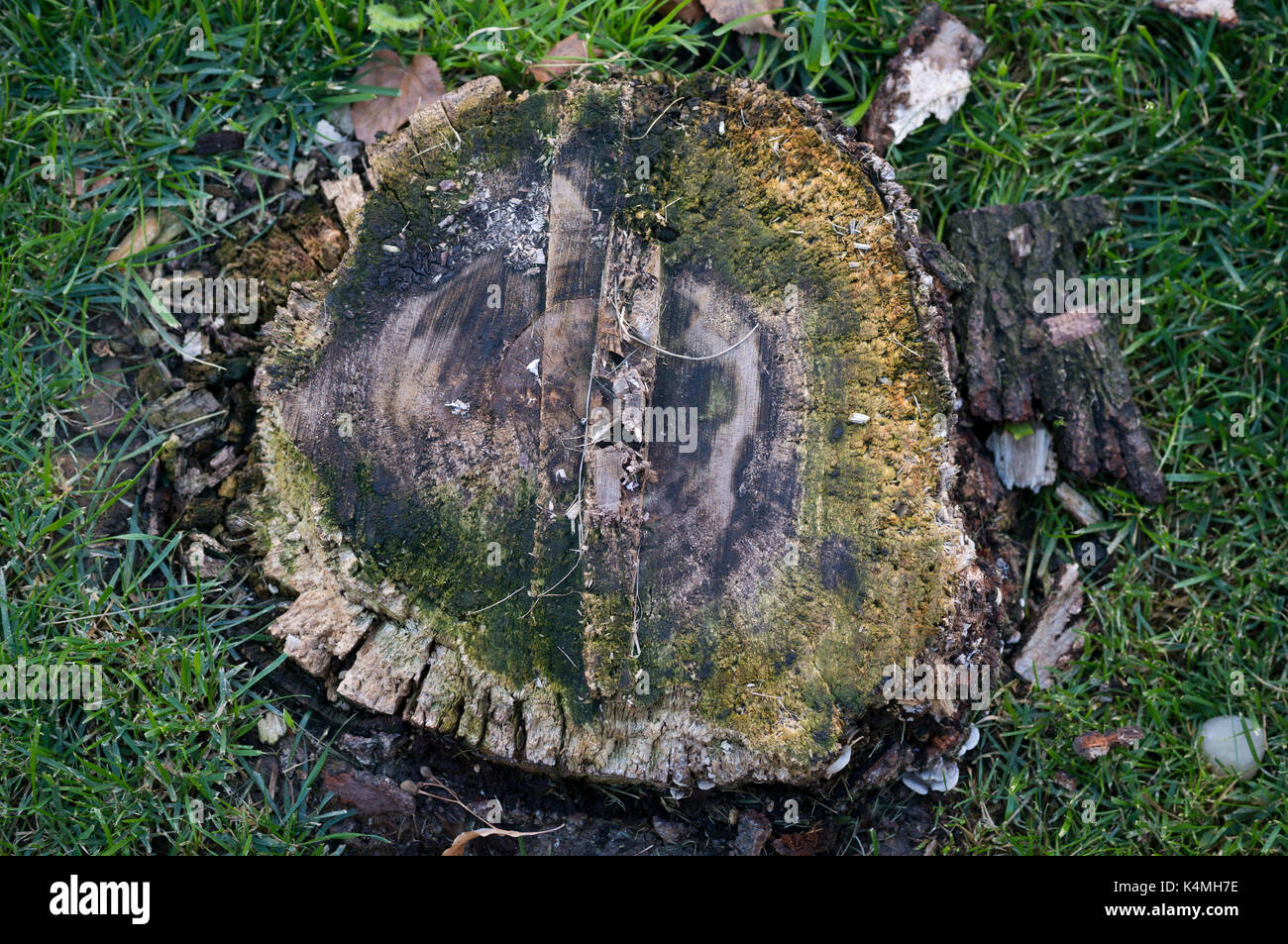 Tree stump decay hi-res stock photography and images - Alamy