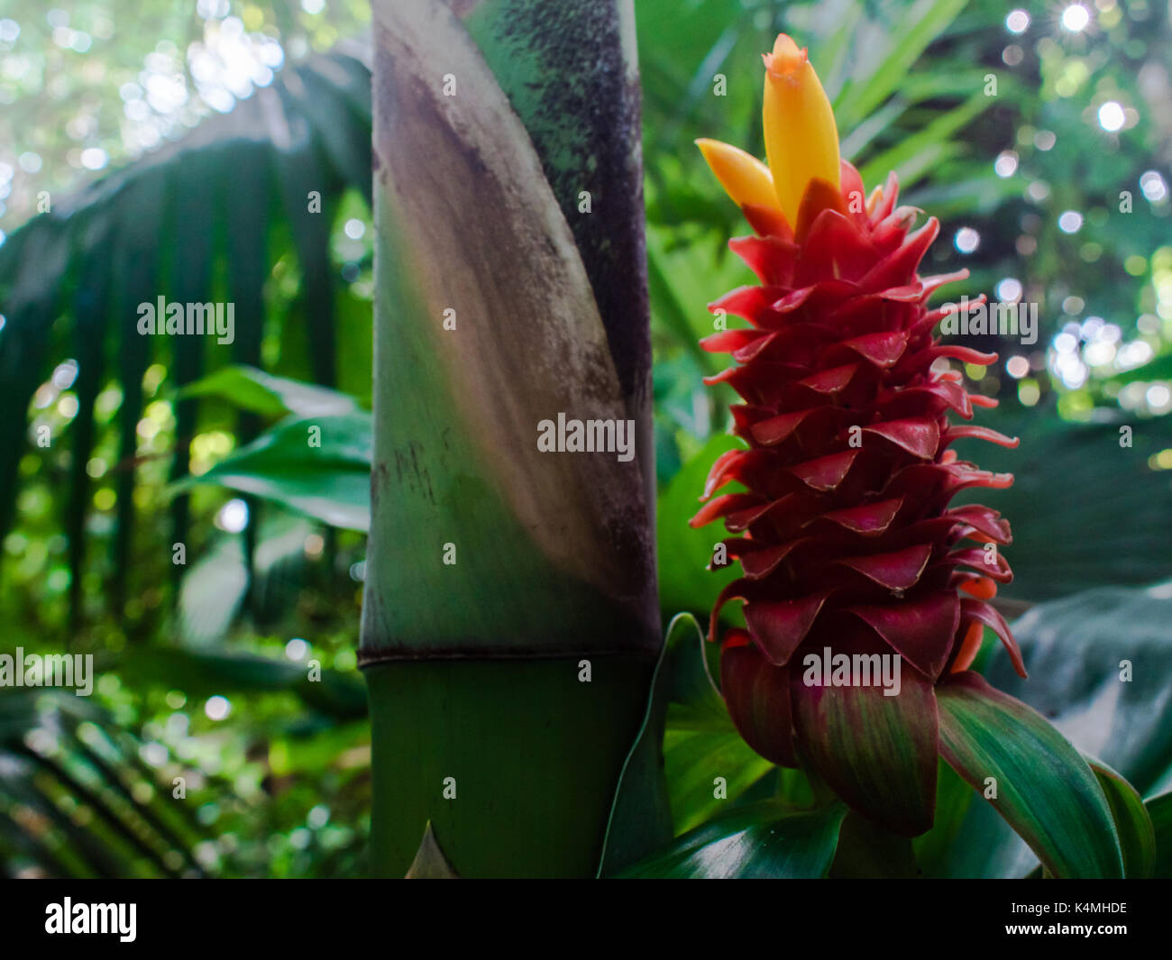 Rainforest plant hi-res stock photography and images - Alamy