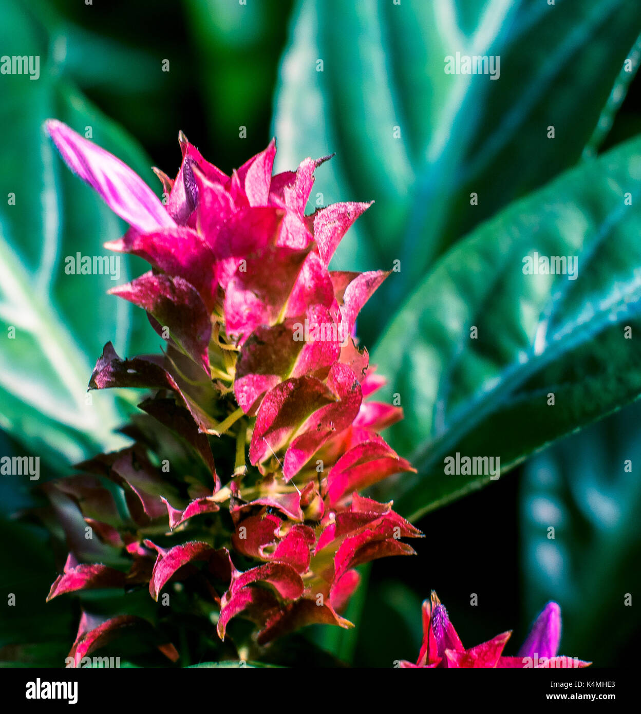 Cute Tropical Rainforest Plants