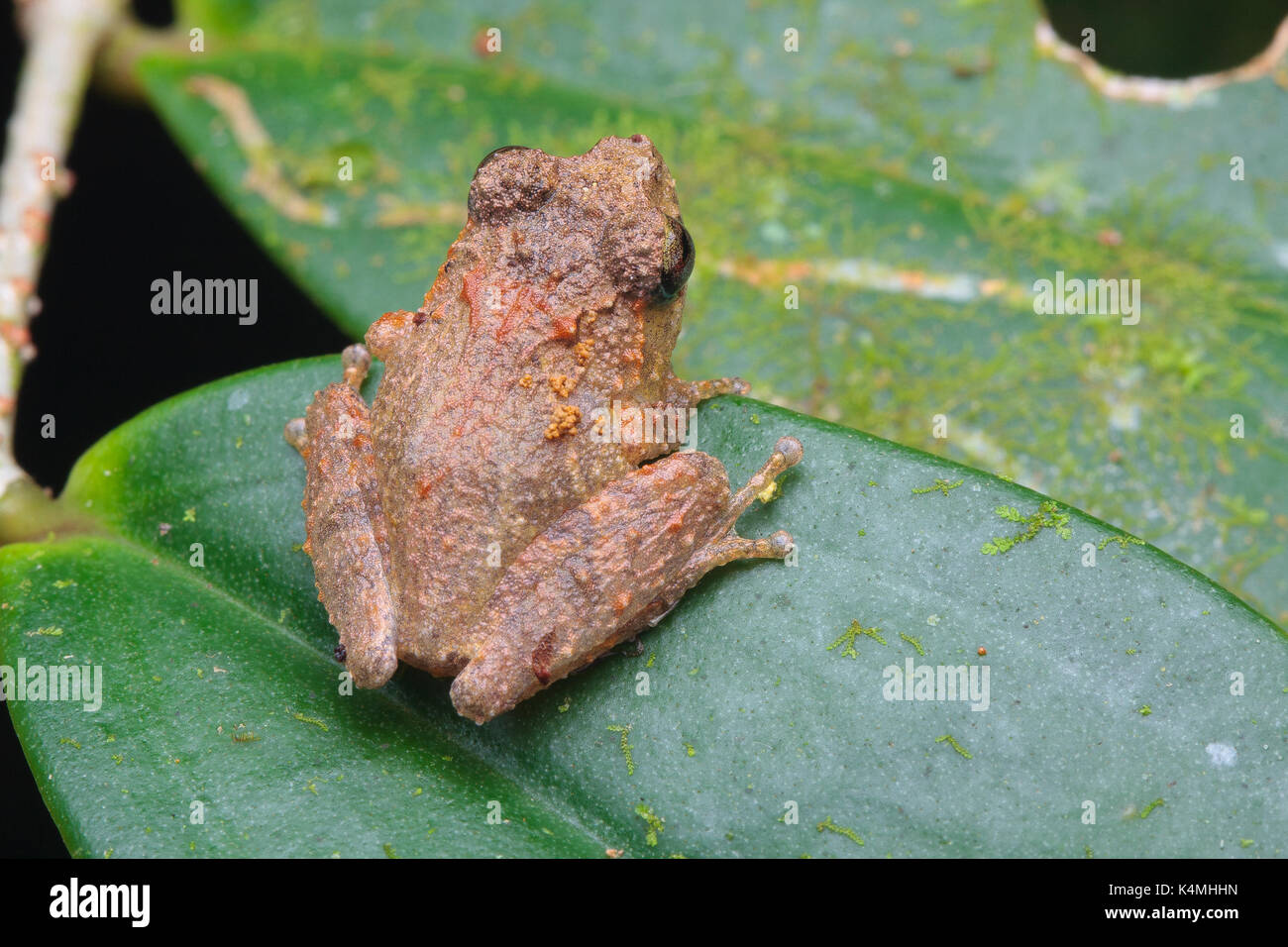 Cloud bush hi-res stock photography and images - Alamy