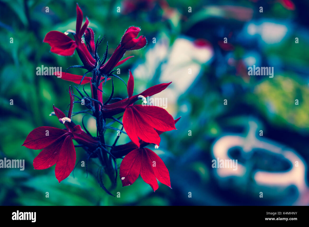 Red plant with stem hi-res stock photography and images - Alamy