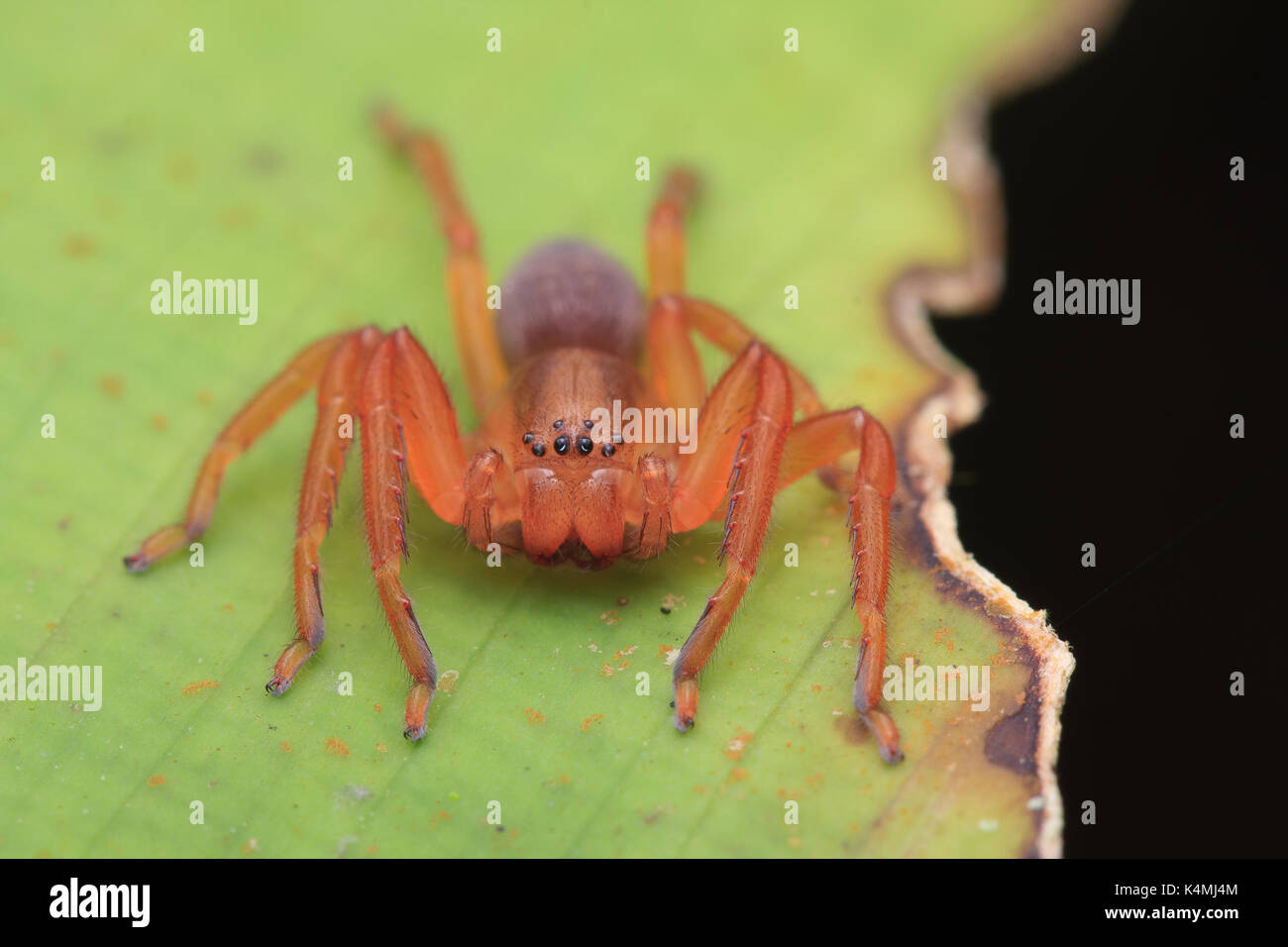 Huntsman spider (Thelcticopis sp Stock Photo - Alamy