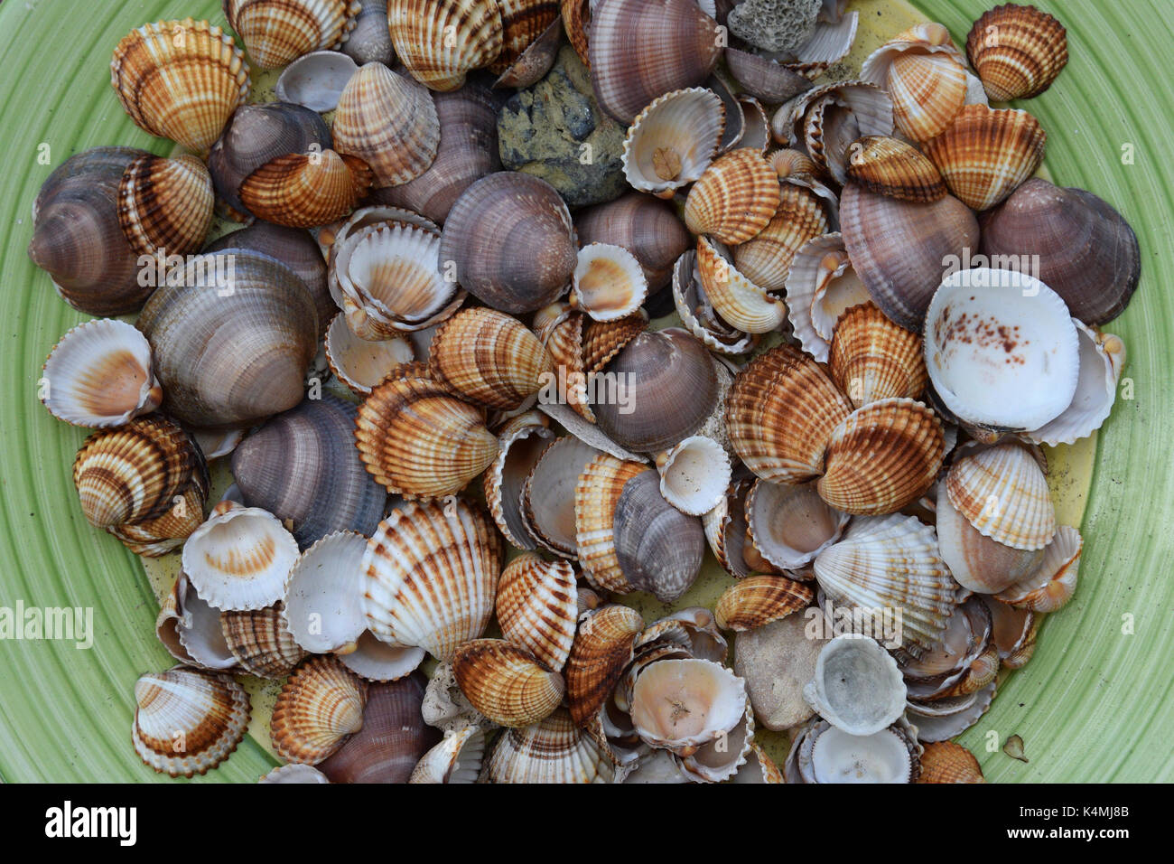 Empty seashells hi-res stock photography and images - Alamy