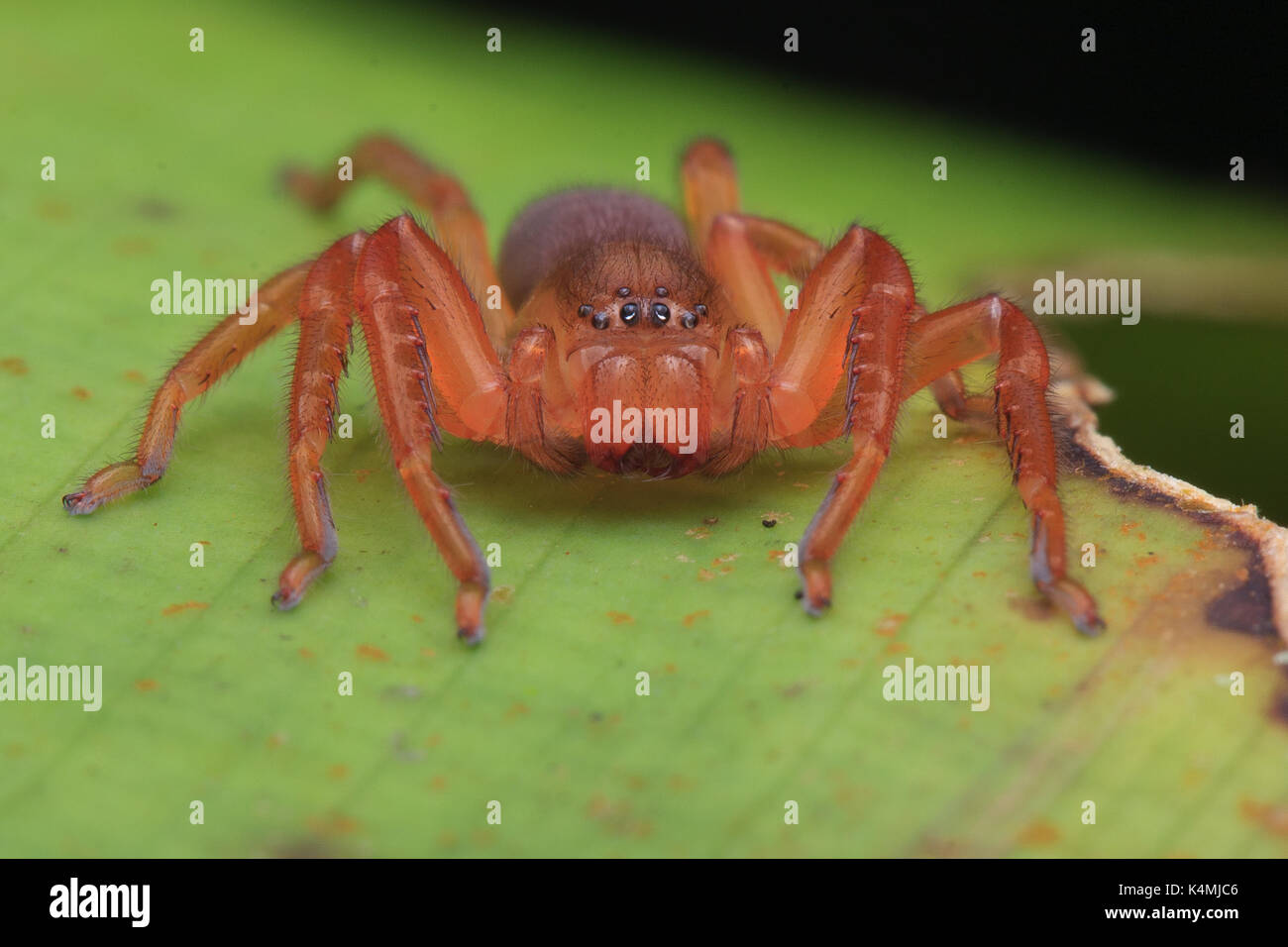 Huntsman spider (Thelcticopis sp Stock Photo - Alamy