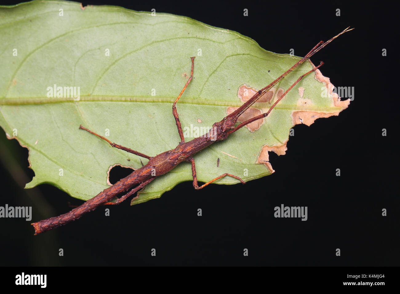 Phasmatodea sp hi-res stock photography and images - Alamy