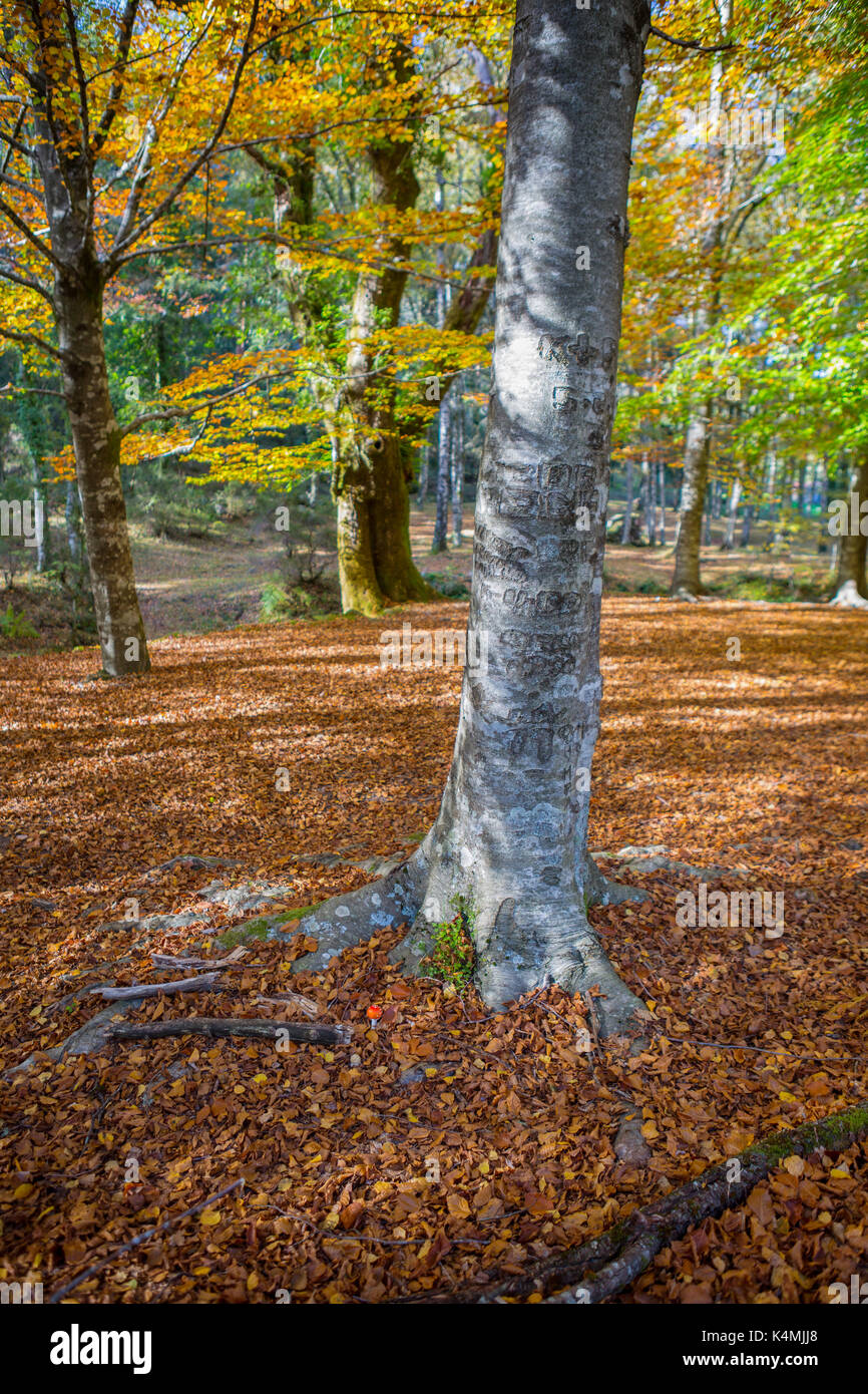 Autumn forest at Mata da Albergaria, Geres National Park, Portugal ...